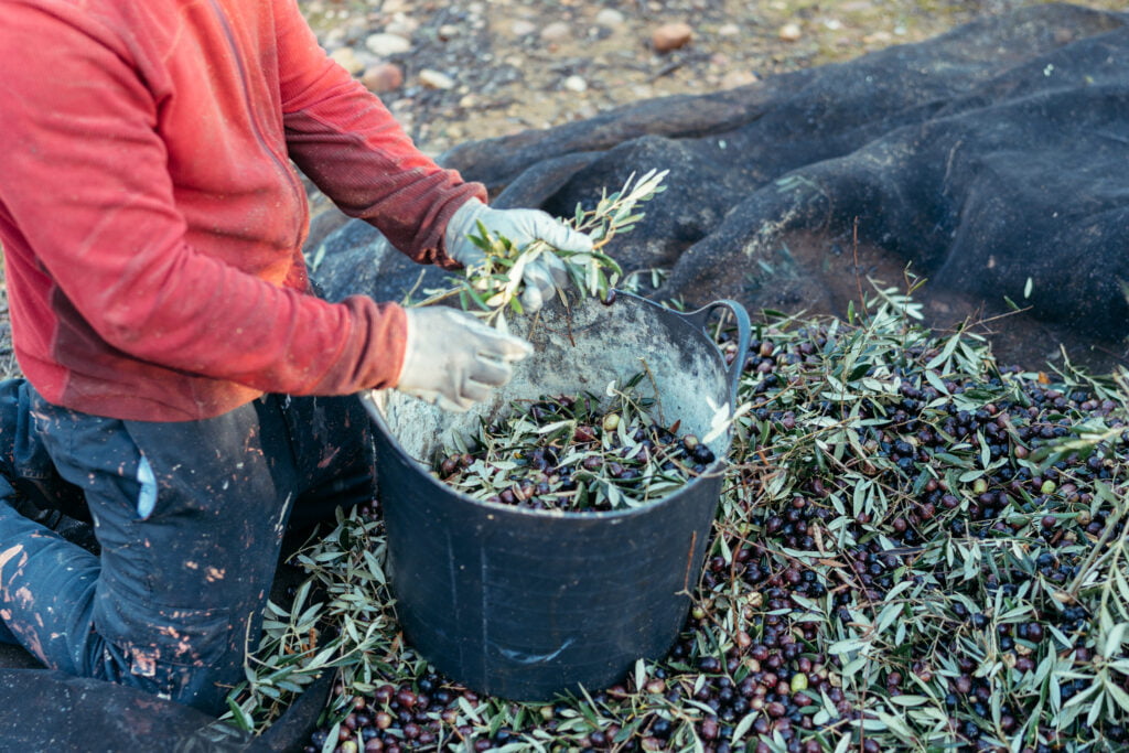 Cretan Olive Oil Making - Balos Travel