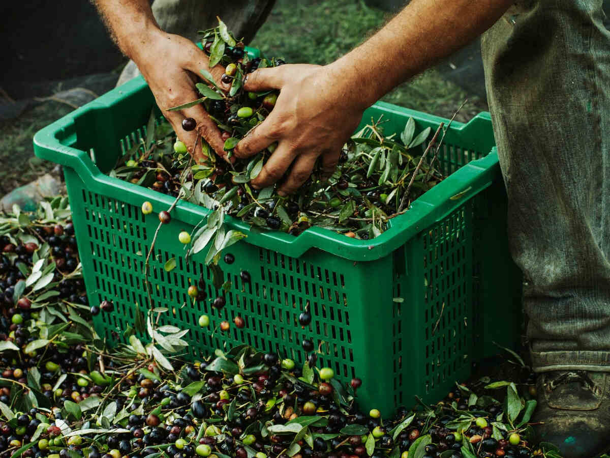 Cretan Olive Oil Farms: 6 Reasons to Visit Them